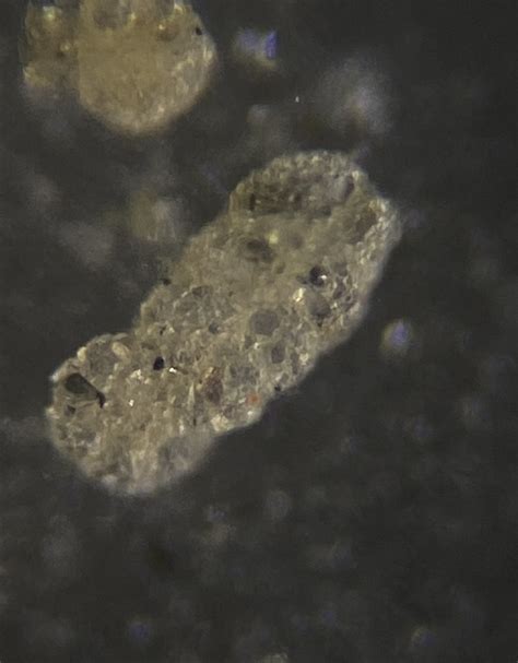 Spiroplectinella Wrighti Silvestri 1903