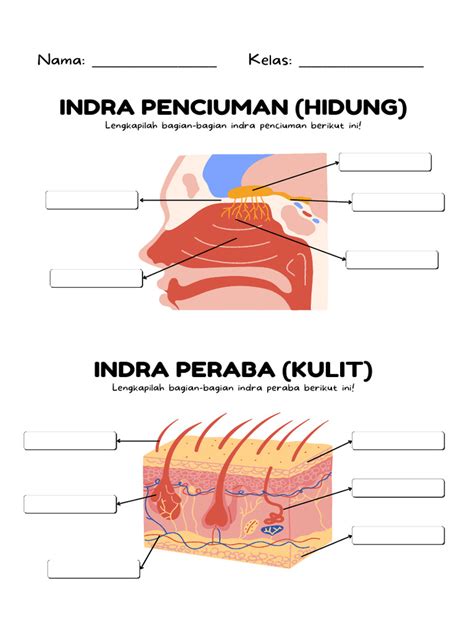 Lkpd Indra Penciuman Dan Peraba Pdf