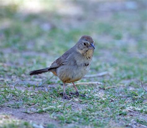 Canyon Towhee Ebirdr