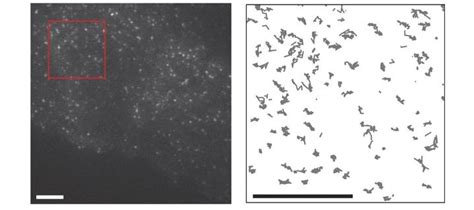 Github Danuserlabu Track Multiple Particle Tracking Designed To 1 Track Dense Particle