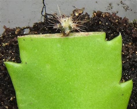 Grafting Cacti In The Cactus And Succulents Forum