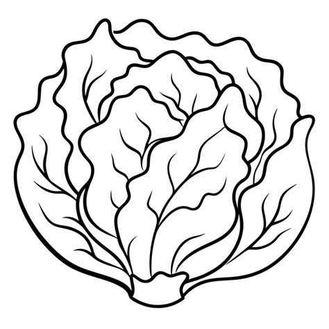Premium Vector Lettuce Line Art Vector Outline