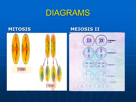 Difference Between Mitosis And Meiosis Ppt