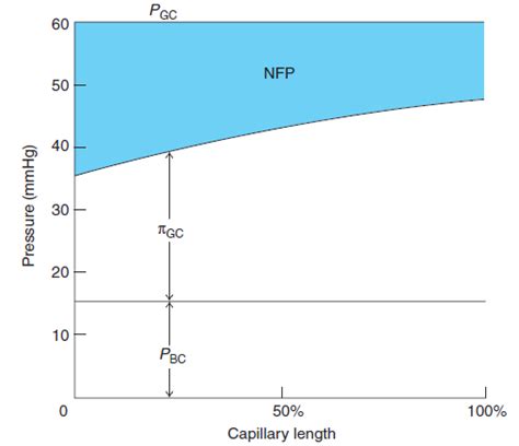 Physiology Direct Determinants Of Gfr