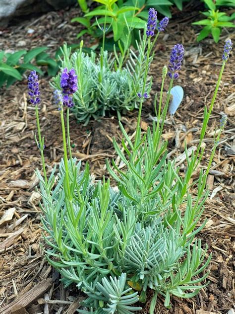 How To Grow Lavender For A Low Maintenance Cottage Garden Bricks N