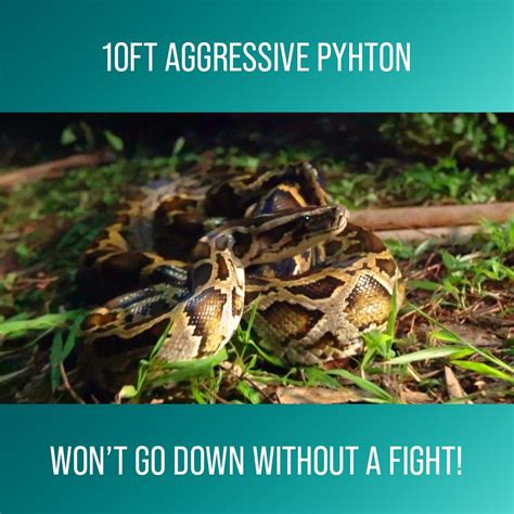 10ft Python Refuses To Get Caught And Bites Hunter Guardians Of The
