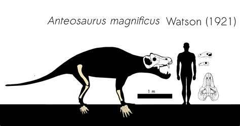 Anteosaurus The Largest Terrestrial Synapsid Predator R Naturewasmetal