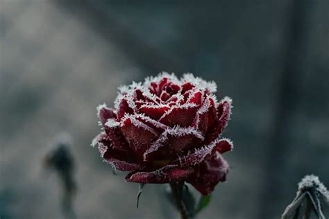 Eddy Plessers Beyens Billiet