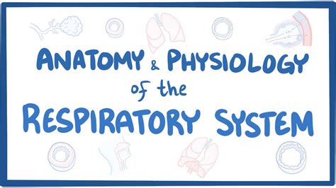 Respiratory System Anatomy And Physiology Video Causes And Meaning Osmosis
