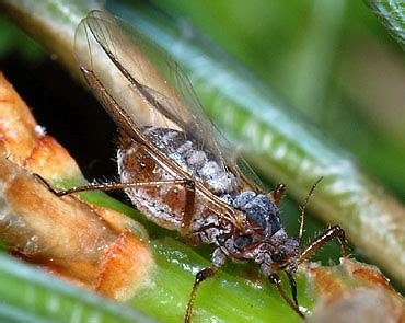 Aphids On Pine Identification Images Ecology And Control