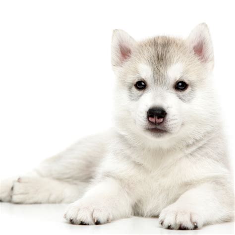 Huskimo