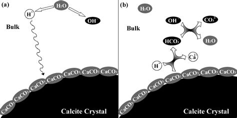 10 Schematic Illustrations For Calcite Dissolution Reaction A Proton Download Scientific