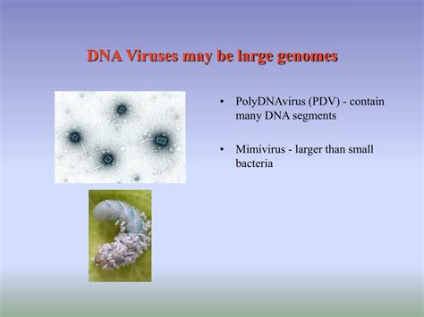 Ppt General Virology Powerpoint Presentation Free Download Id1270837
