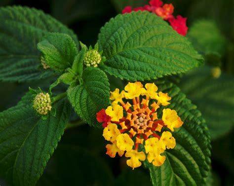 Lantana Cambara Tea Living Proof Llc Living Proof L L C