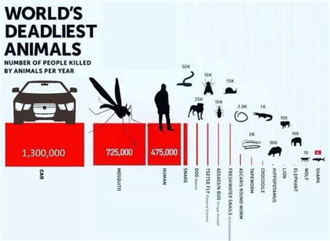 Ali Afshar Phd On Linkedin Worlds Deadliest Animals