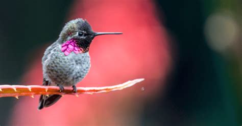 Beyond The Beak 12 Mind Blowing Hummingbird Facts You Wont Want To