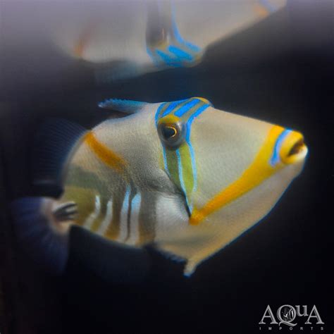 Picasso Triggerfish Picasso Triggerfish A Marine Aquarium Masterpiece