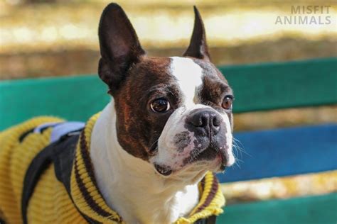 Boston Terrier Colors Chart Pe