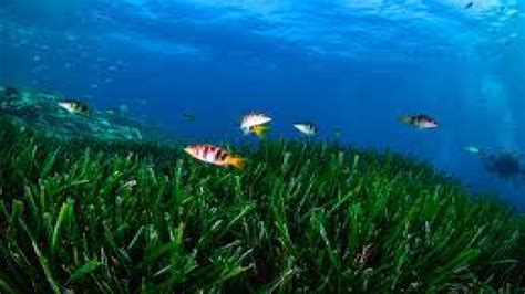 World Seagrass Day 2023 Gktoday