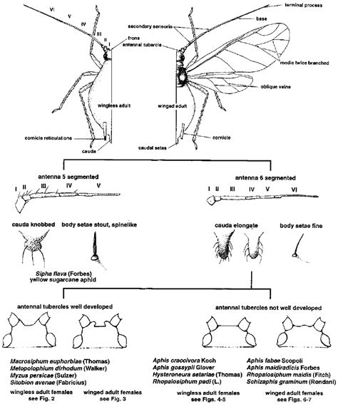 Pictorial Key To 13 Aphid Species That Commonly Colonize Corn In The