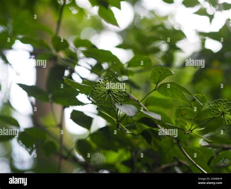 Three Leaved Eleutherococcus Eleutherococcus Trifoliatus Plantae