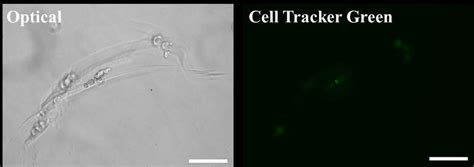 Figure S8 Cell Tracker Green Labelled Atdc 5 Cells On C2 40 Surface