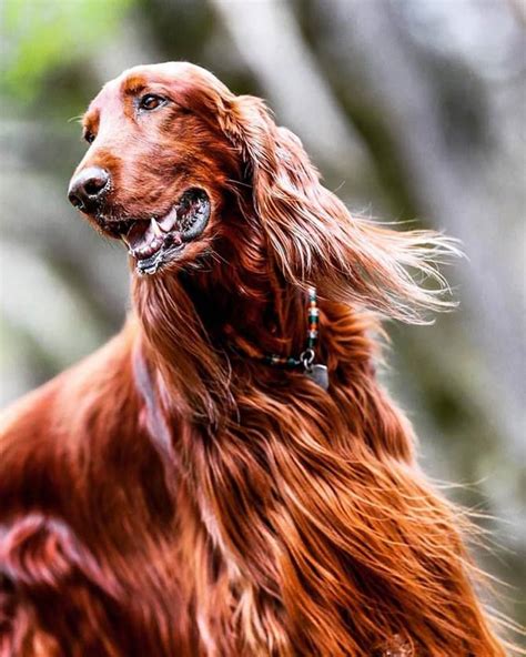 Irish Setter Pictures
