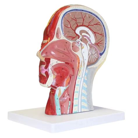 Life Size Human Anatomical Head And Face Anatomy Model Plastic £4542