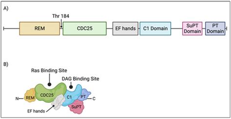 A Focused Review Of Ras Guanine Nucleotide Releasing Protein 1 In Immune Cells And Cancer