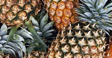 Fucking Pineapples Album On Imgur