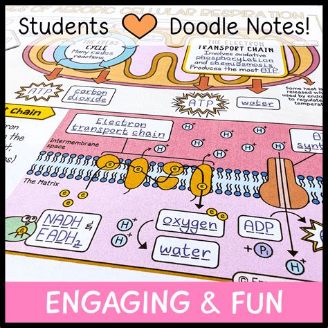 Photosynthesis And Cellular Respiration Project Ideas 11 Best