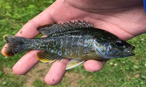 Bluegill