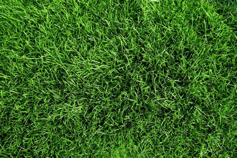 5 Best Fertilizers To Get Dark Green Grass Growing