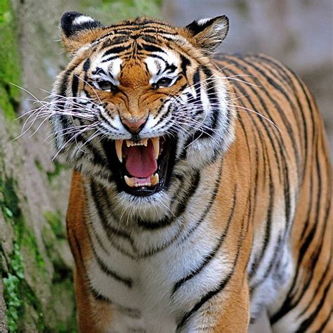 Vị Thái Hậu điềm Tĩnh đối Mặt Hổ Dữ Bảo Vệ Thượng Hoàng « Tin Đa Chiều