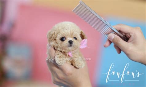 Minnie Poodle F Foufou Puppies