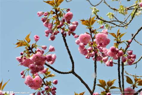 关山樱 摄影图花草生物世界摄影图库昵图网