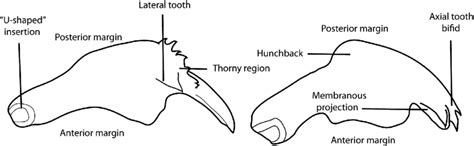 Terminology And Schematization Of Gonostylus Morphology Download