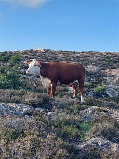 Vård Av Lantbrukets Djur — Dingleveterinärerna Dingle Och Strömstad