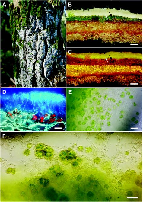Association Of Lyomyces Sambuci And Desmococcus Olivaceus Gps Download Scientific Diagram