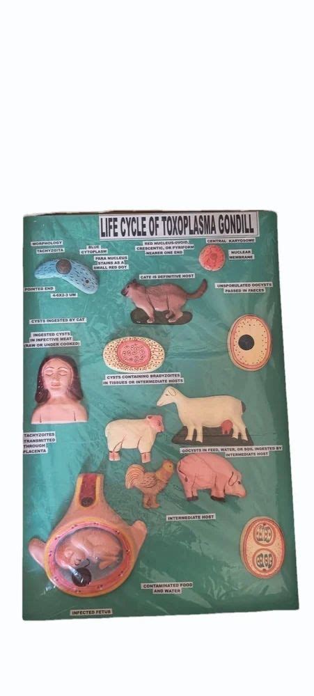 Toxoplasma Gondill Life Cycle Pathology Model At ₹ 2500 In Ambala Id