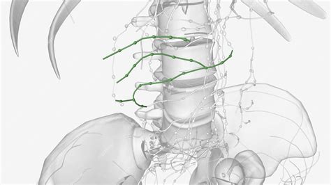 Premium Photo Middle Colic Lymph Nodes The Middle Colic Lymph Node
