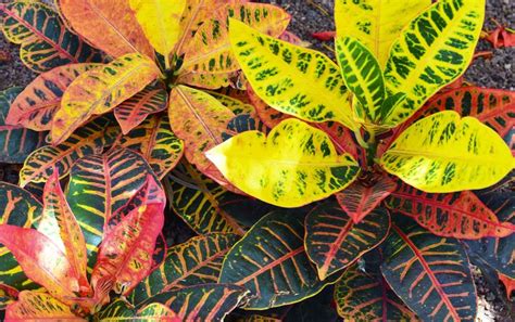 Patterned Plants That Go Beyond Green Plants Plant Care Foliage Plants