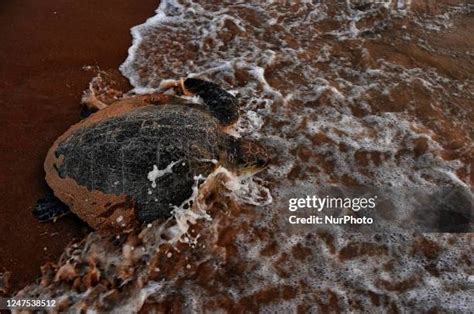 Rushikulya River Photos And Premium High Res Pictures Getty Images