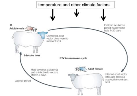 Orbiviruses Flashcards Quizlet