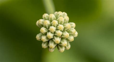 Lagged Effects → News → Sustainability