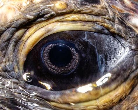 Ocean Conservation Research Ocr Home Facebook