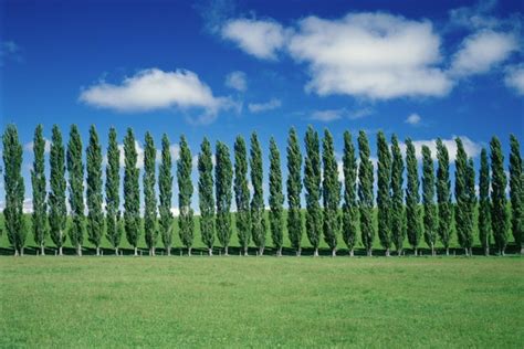 Start Up Hopes Super Poplar Trees Will Suck Up More Co2 Scientific