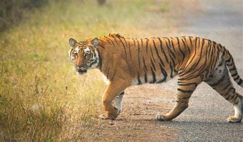 Tiger Protection Force To Be Deployed In Forests To Conserve Tigers In