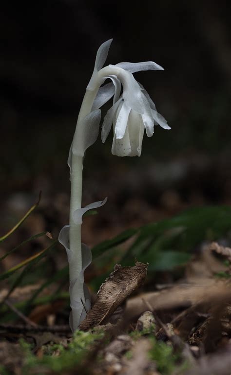 Monotropa Uniflora Ghost Pipe Ghost Plant Ghost Flower Corpse Plant