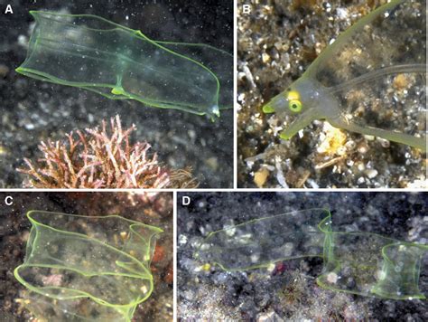 Observations Of Large Muraenid Leptocephali In Coastal Indonesia Locations Of Sightings And